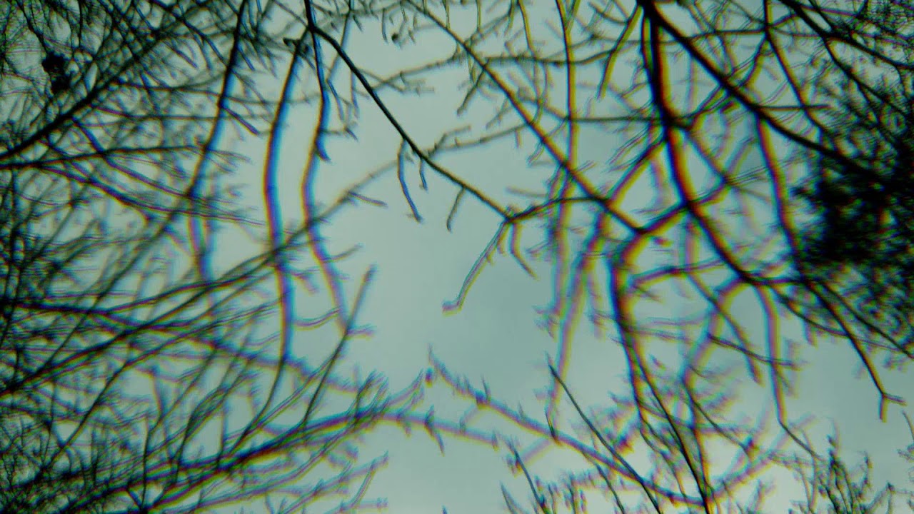 Creepy Forest Trees - RGB Effect — Free Stock Footage Archive