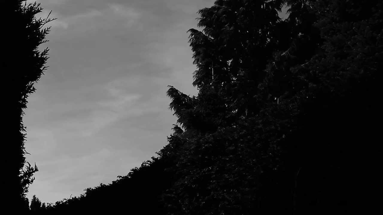 Creepy trees and dark sky - Horror Footage — Free Stock Footage Archive