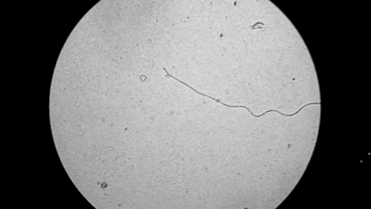 Experimental Microscope Footage — Free Stock Footage Archive