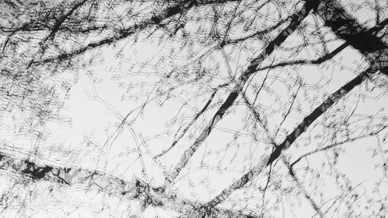 Horror Lofi Tree / Creepy Branches Effect Loop — Free Stock Footage Archive