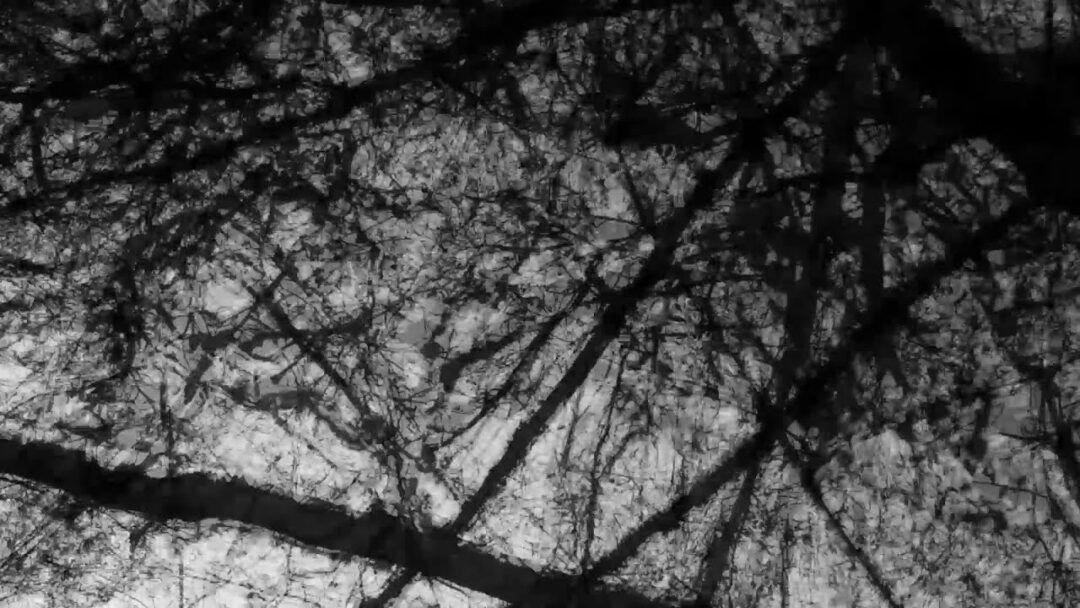 Creepy Blurred Tree Top - Horror Loop Effect Footage