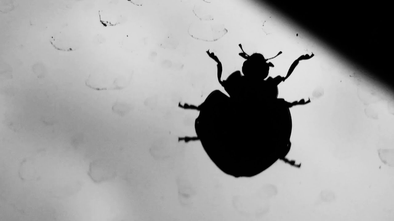 Creepy Beetle / Bug Loop - Horror Animal Footage — Free Stock Footage ...