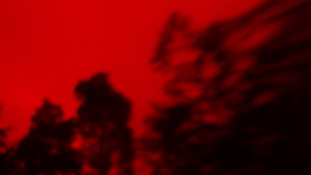 Creepy Blurred Tree Top - Horror Loop Effect Footage — Free Stock ...