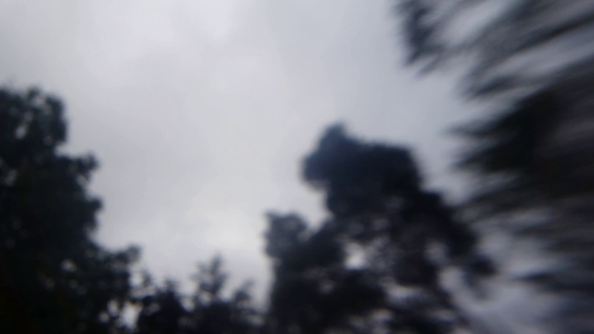 Blurred Distorted Trees - Creepy Loop — Free Stock Footage Archive