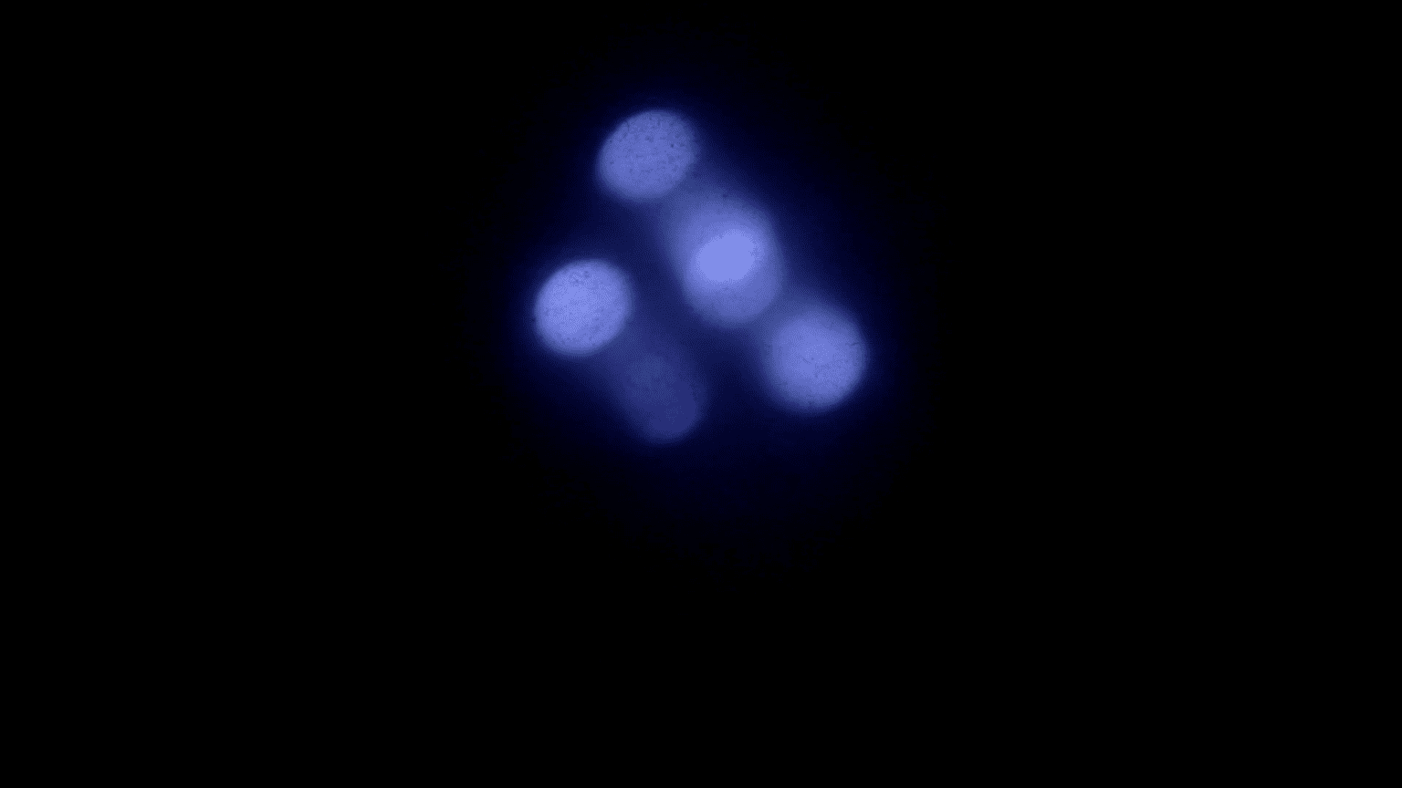 Random Wobbling Circle - Effect Loop