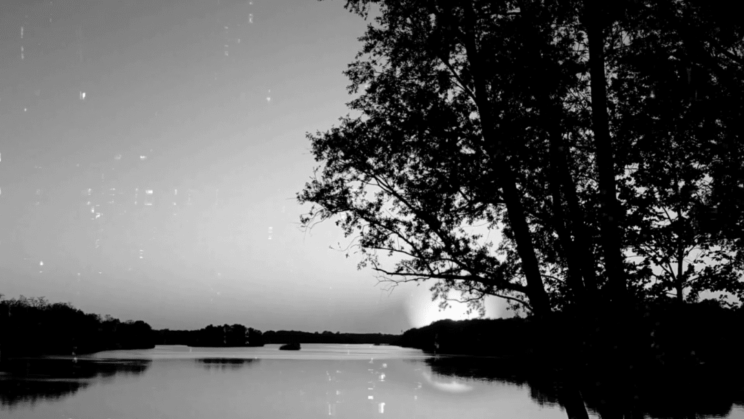 Creepy Landscape / Horror Tree - Lofi Background Loop